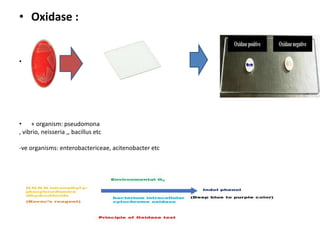 Identofocation of bacteria | PPT