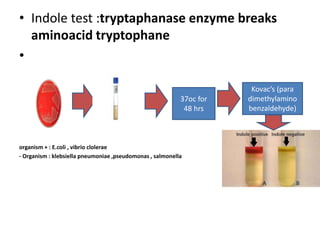 Identofocation of bacteria | PPT