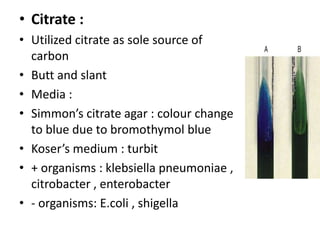 Identofocation of bacteria | PPT