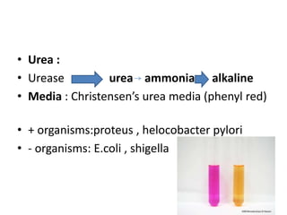 Identofocation of bacteria | PPT