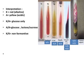 Identofocation of bacteria | PPT