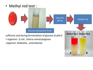Identofocation of bacteria | PPT