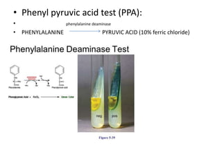 Identofocation of bacteria | PPT