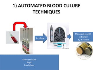 Identofocation of bacteria | PPT