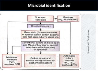 Identofocation of bacteria | PPT
