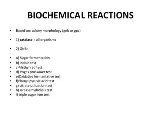Identofocation of bacteria | PPT