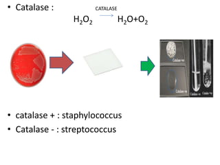 Identofocation of bacteria | PPT