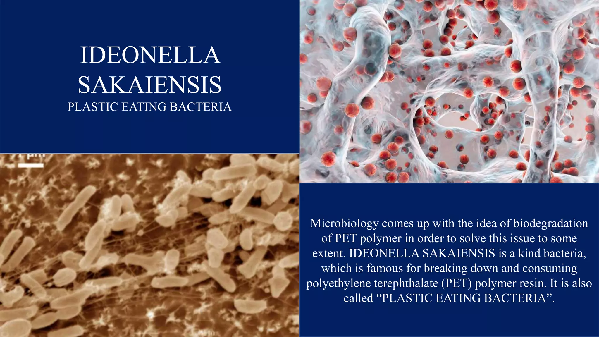 Plastic eating bacteria - Ideonella sakaiensis | PPTX