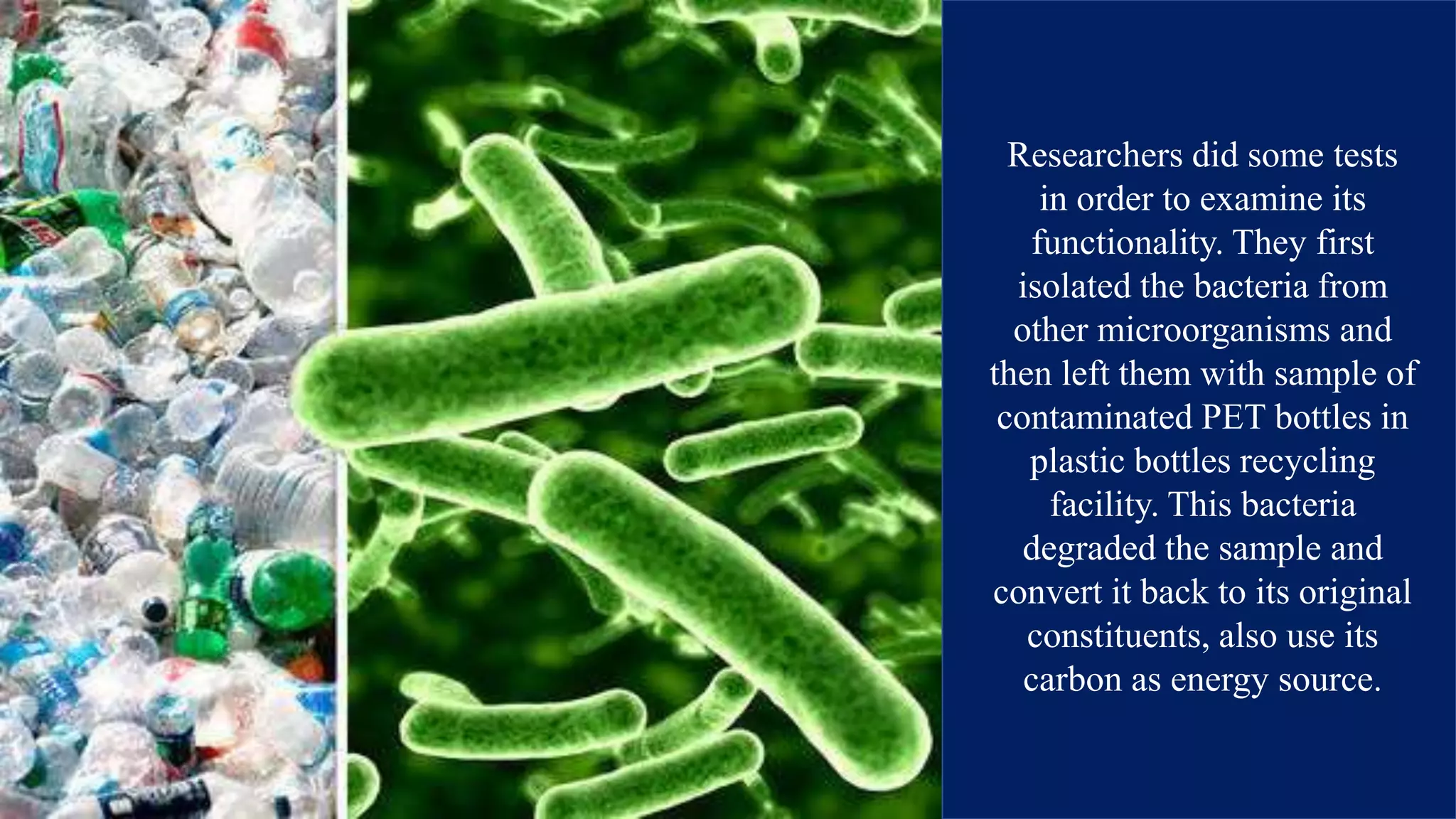 Plastic eating bacteria - Ideonella sakaiensis | PPTX