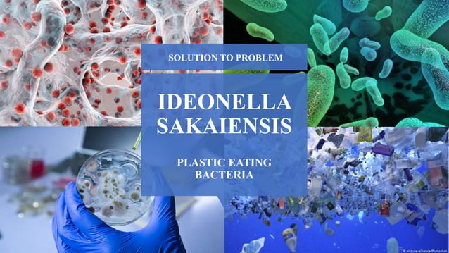 Plastic eating bacteria - Ideonella sakaiensis | PPTX