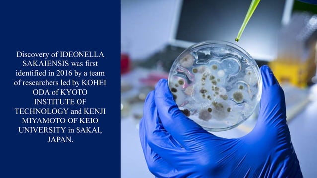 Plastic eating bacteria - Ideonella sakaiensis | PPTX
