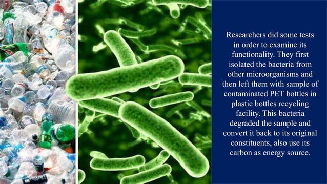 Plastic eating bacteria - Ideonella sakaiensis | PPTX