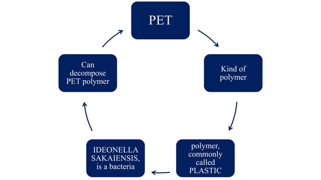 Plastic eating bacteria - Ideonella sakaiensis | PPTX