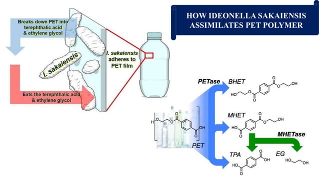 Plastic eating bacteria - Ideonella sakaiensis