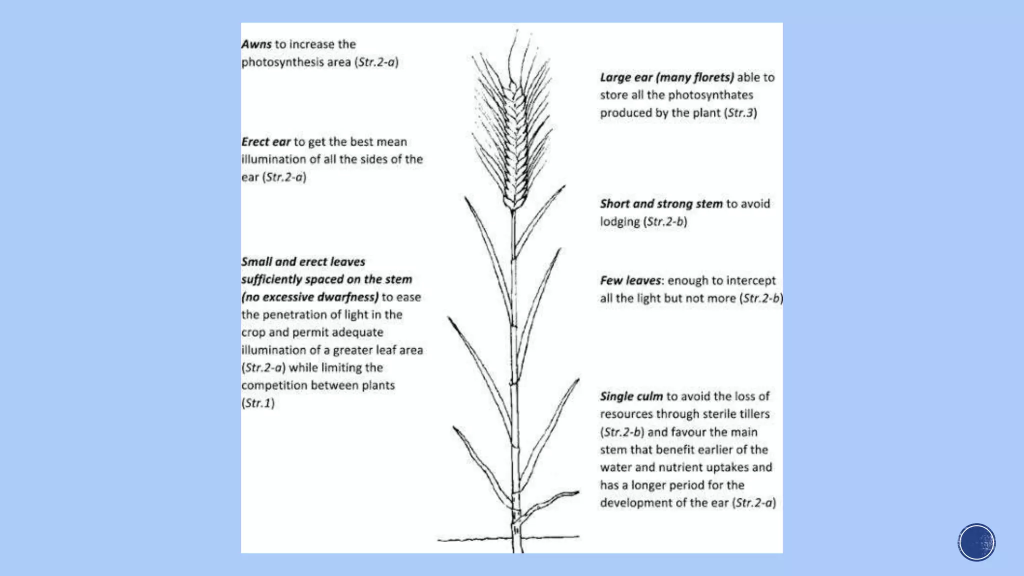 IDEOTYOE OF CROPS.pptx