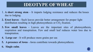 IDEOTYPE OF CROPS.pptx