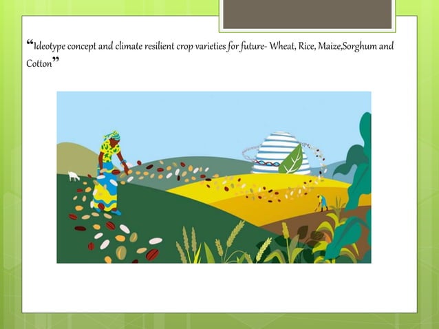 Ideotype concept and climate resilient crop varieties for future- Wheat ...