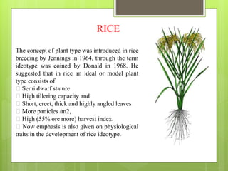 Ideotype concept and climate resilient crop varieties for future- Wheat ...