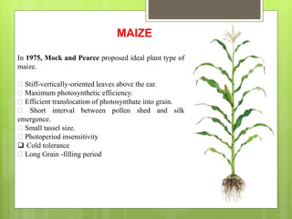 Ideotype concept and climate resilient crop varieties for future- Wheat ...