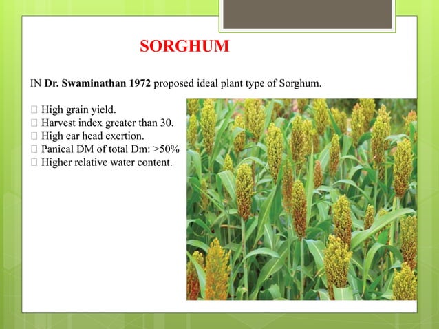 Ideotype concept and climate resilient crop varieties for future- Wheat ...