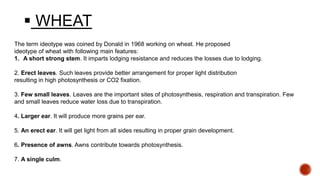 Ideotype concept on cereal crops | PPT