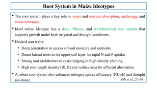 Ideotypes of maize. - Types of ideotypes | PPTX