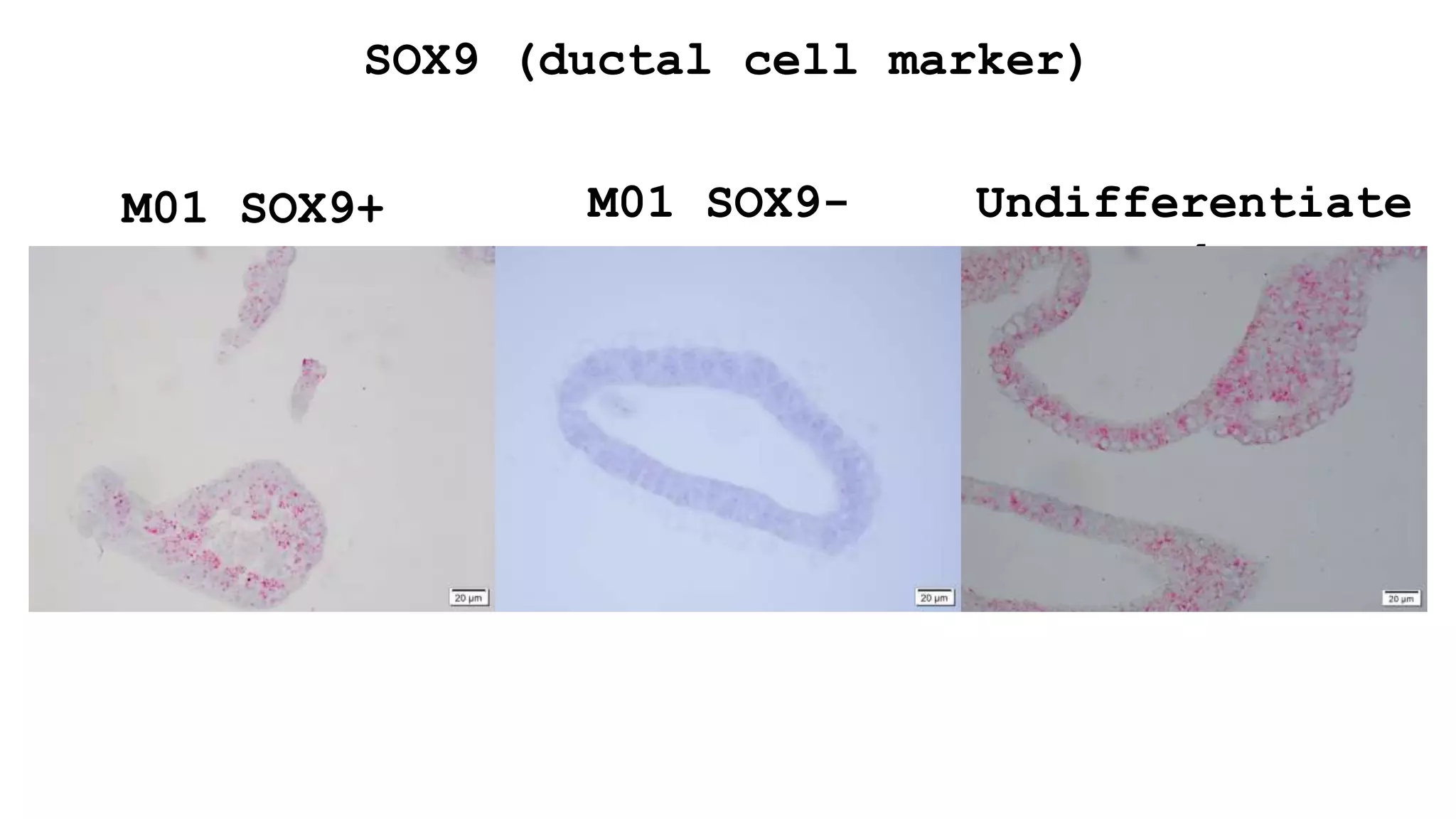 IDEXX Presentation Veterinary Organoids | PPTX