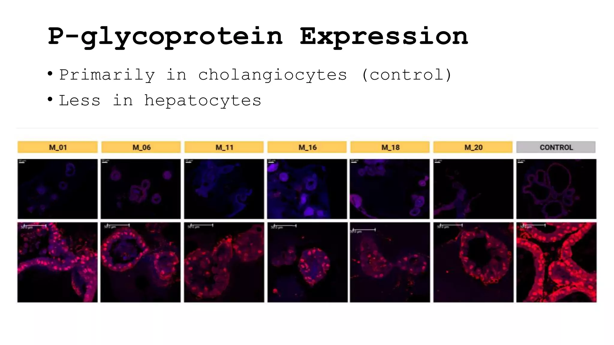 IDEXX Presentation Veterinary Organoids | PPTX