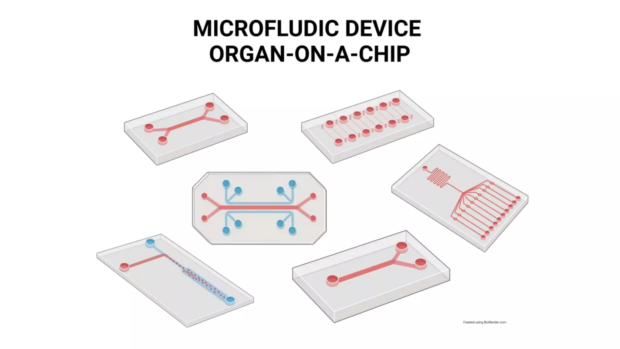 IDEXX Presentation Veterinary Organoids | PPTX