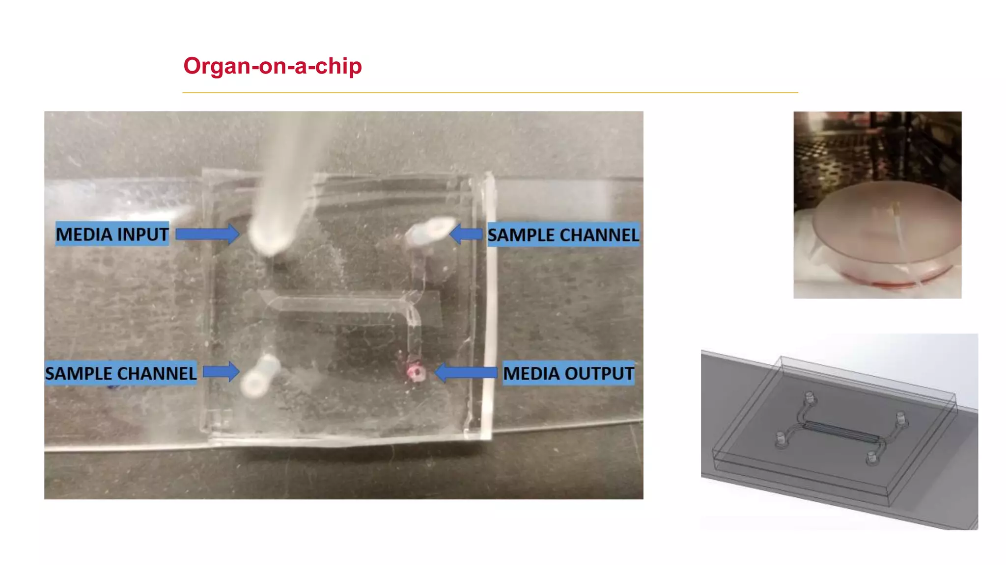 IDEXX Presentation Veterinary Organoids | PPTX