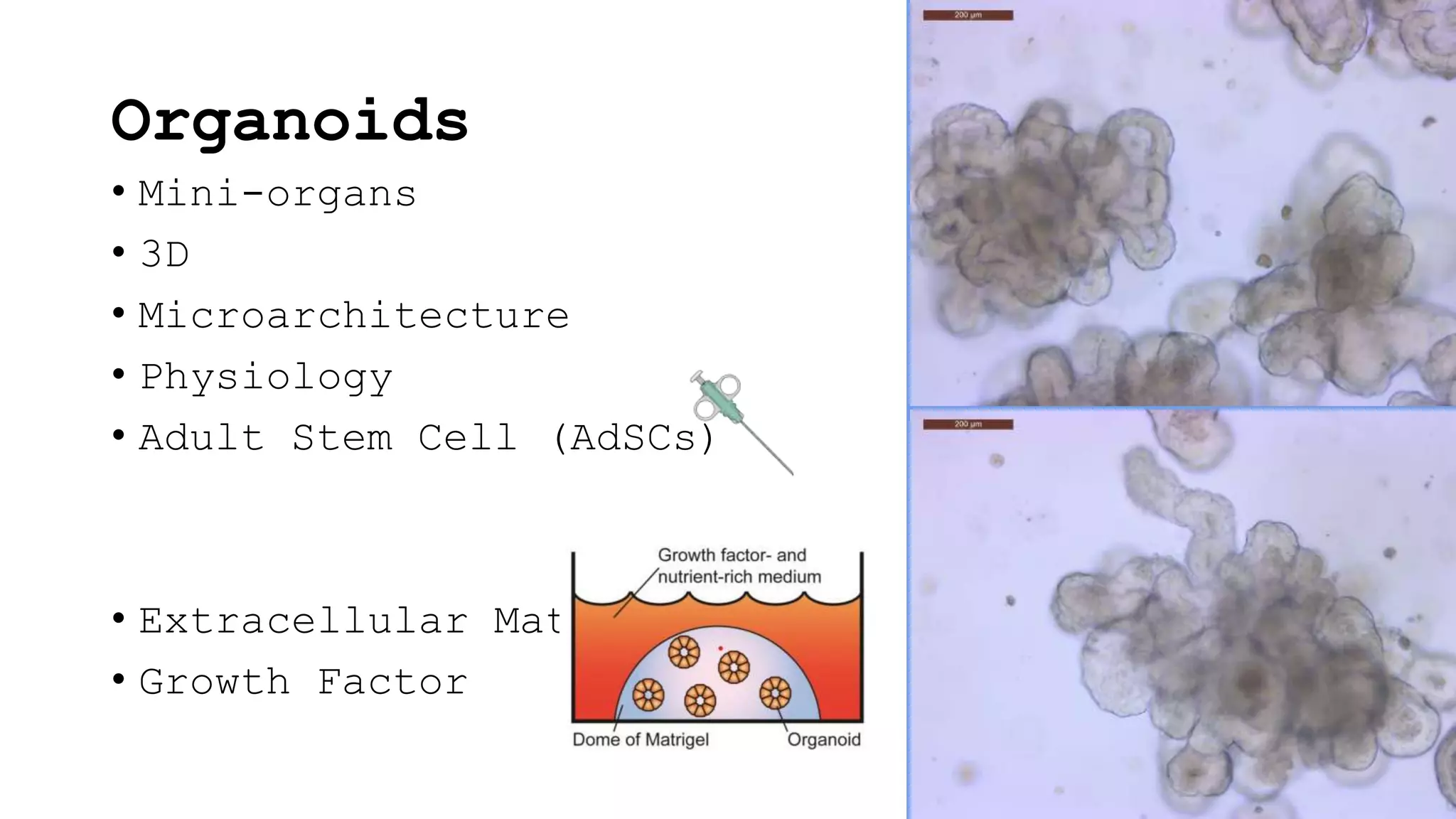 IDEXX Presentation Veterinary Organoids | PPTX