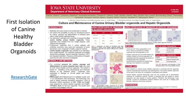 IDEXX Presentation Veterinary Organoids | PPT