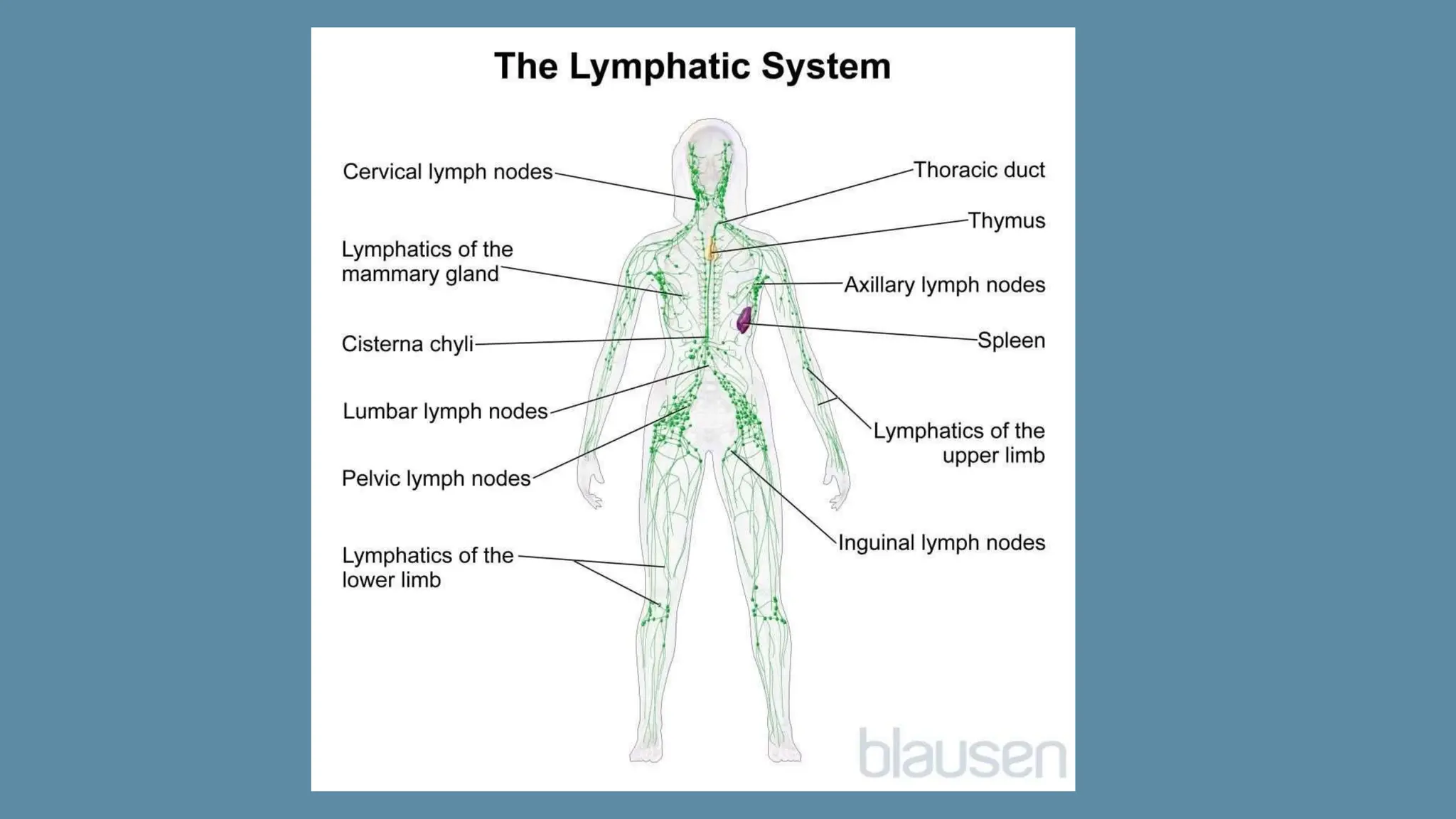 Idhal lymphatic system .pptxwwwwwwwwwwwwwww | PPT