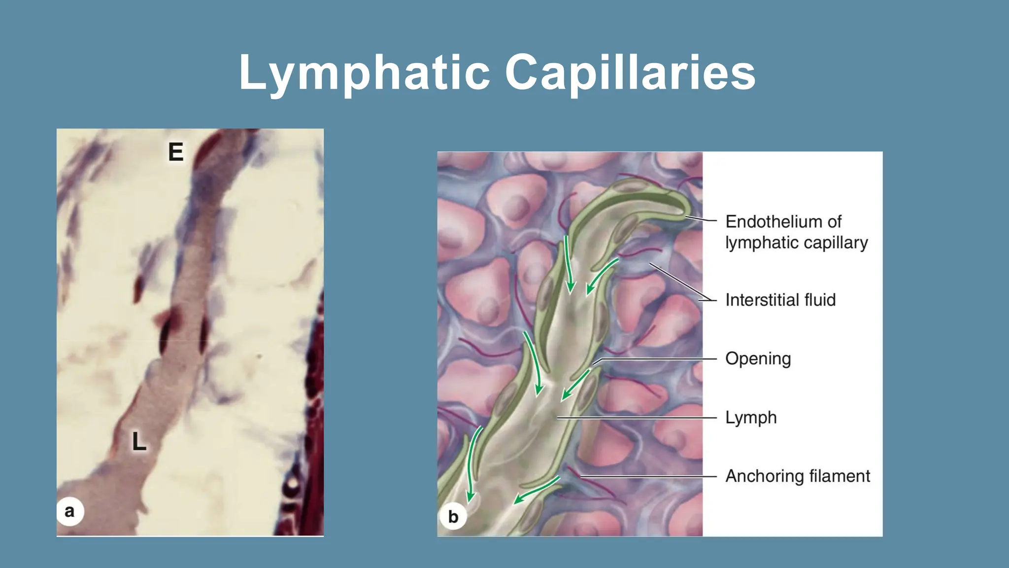 Idhal lymphatic system .pptxwwwwwwwwwwwwwww | PPT