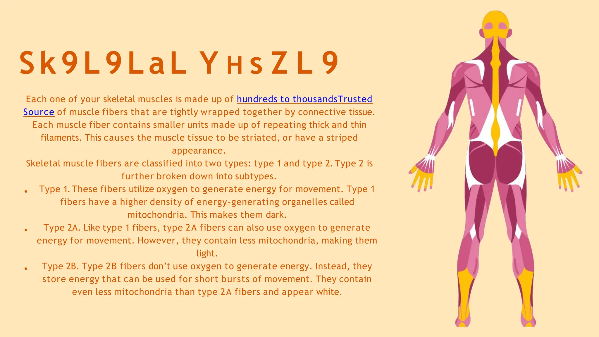 Idhal muscle fiber .pptx123456789900123488 | PPTX | Heart and ...