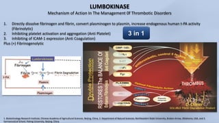Micro and Macrovascular Disorder the Role of Lumbrokinase | PDF
