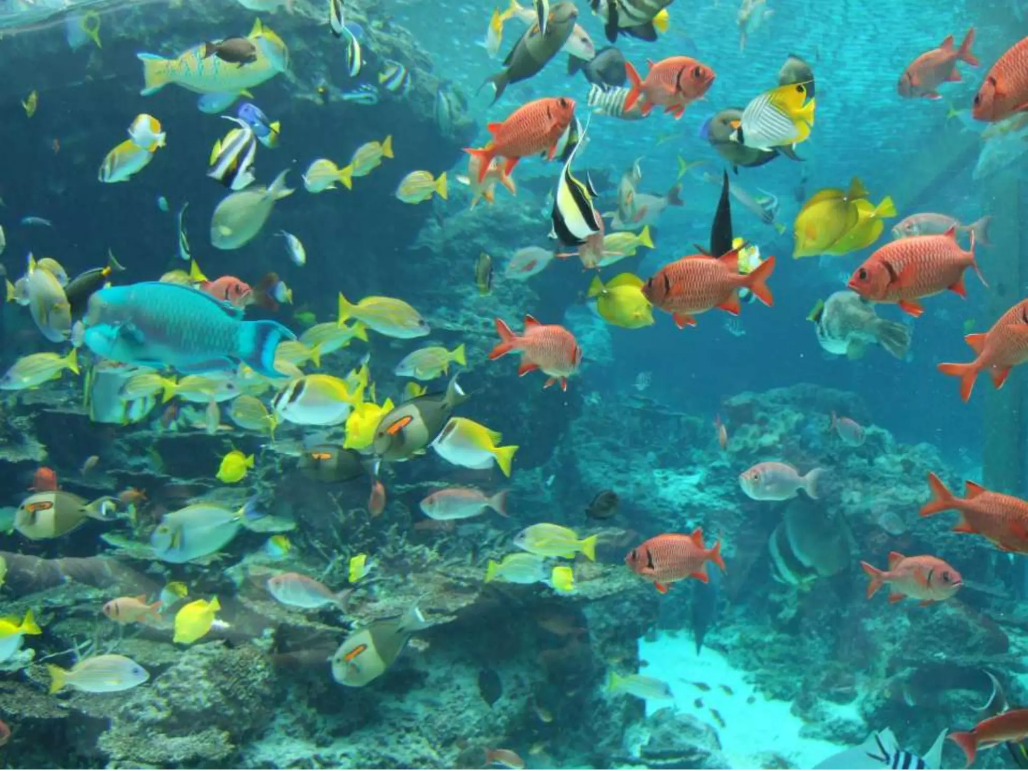 Idioms with the word "FISH" | PPTX