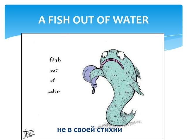 Idioms with the word "FISH" | PPTX