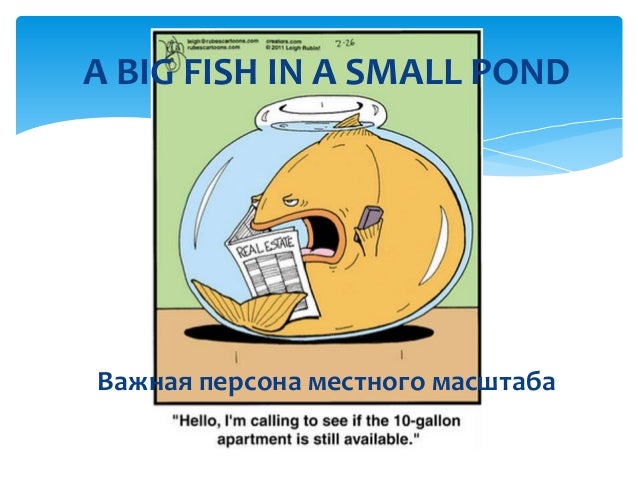 Idiom Fish Out Water
