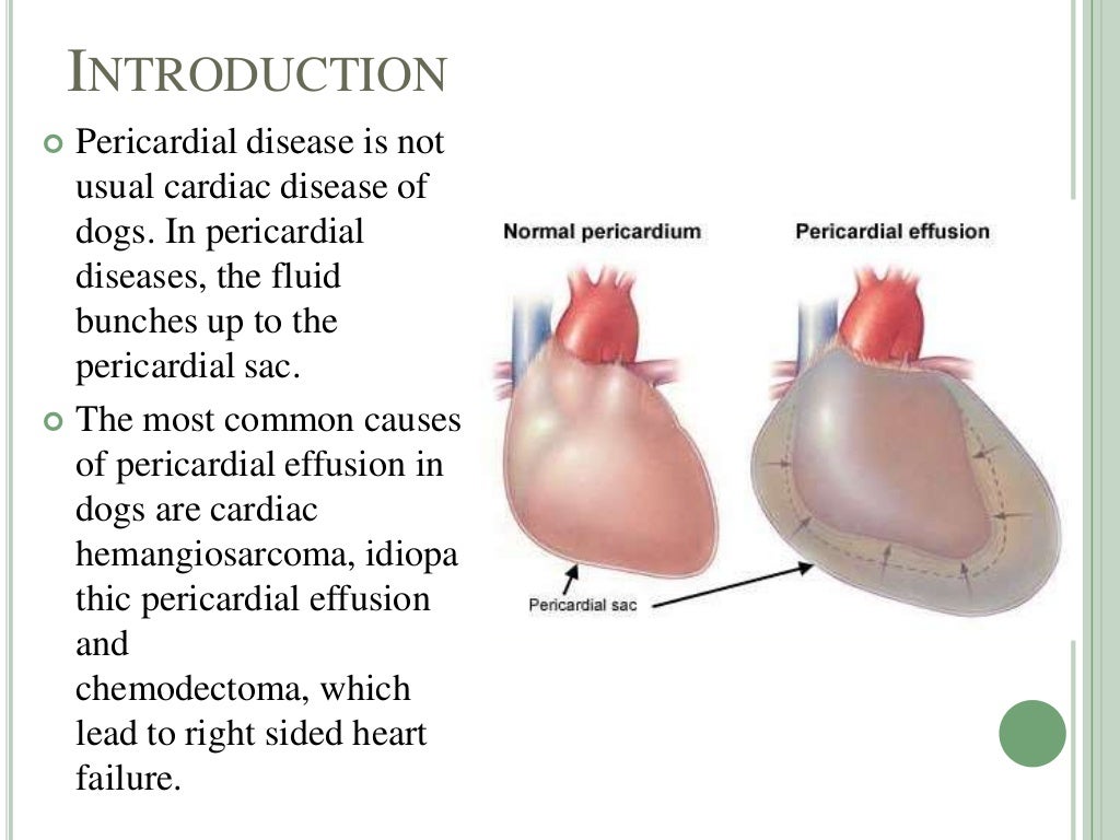 Pericardial Effusion Dog Idiopathic Pericardial Effusion In Dogs