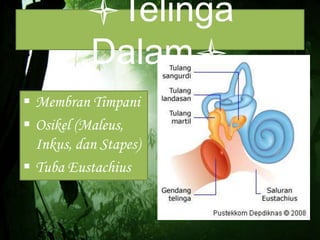 Idk ii persepsi sensori | PPTX