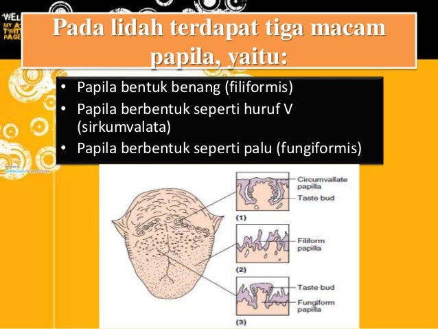 Idk ii persepsi sensori