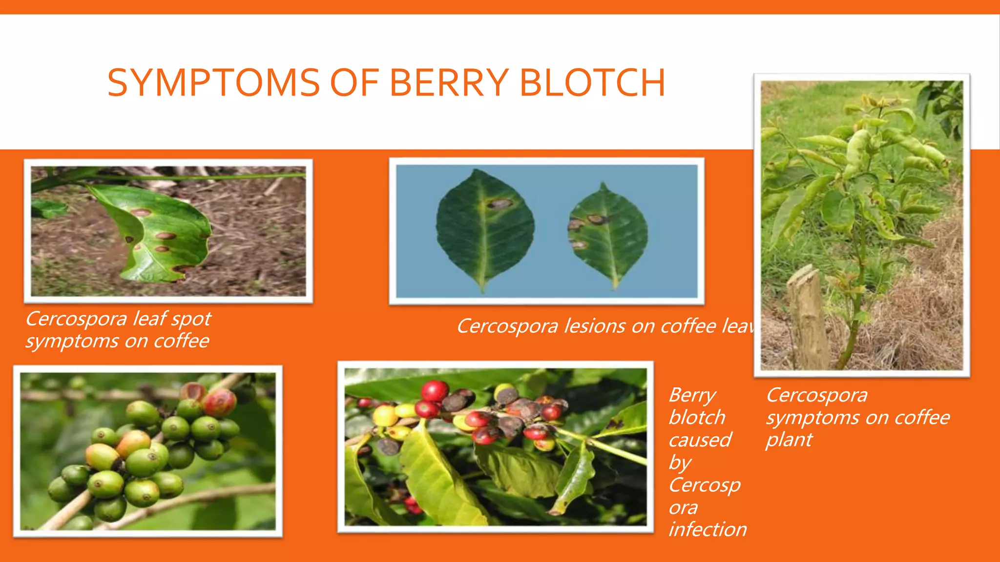diseases of coffee and their management | PPTX