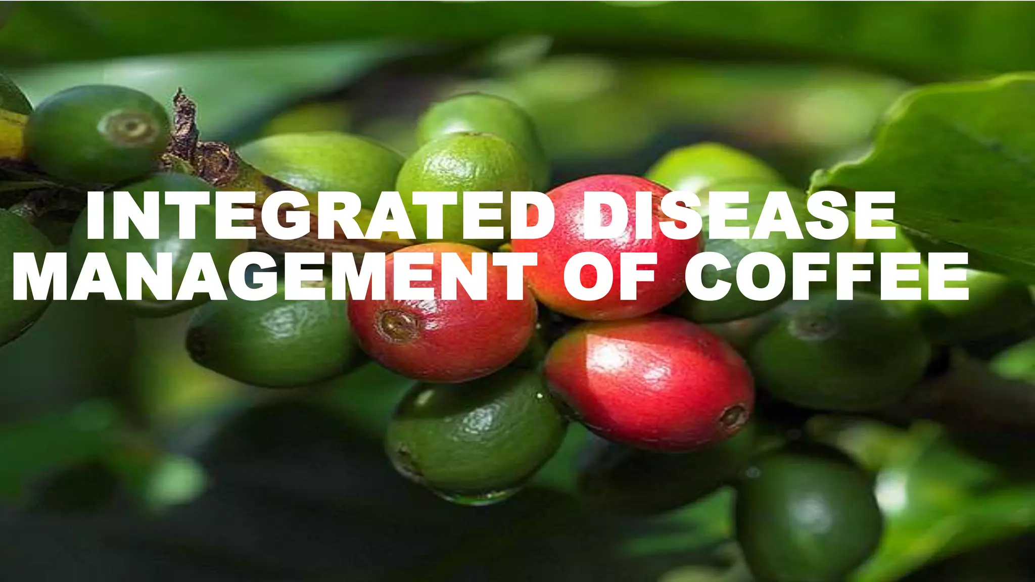 diseases of coffee and their management | PPTX