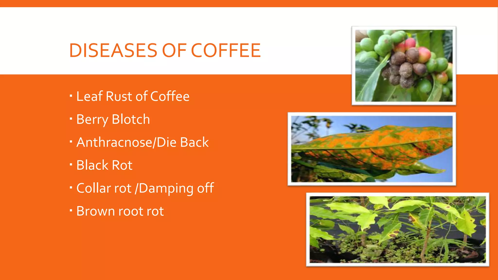 diseases of coffee and their management | PPTX