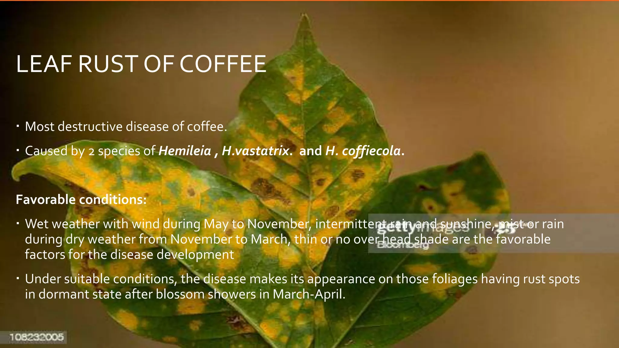 diseases of coffee and their management | PPTX