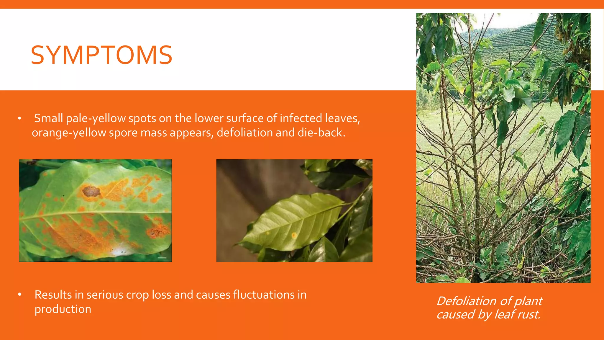 diseases of coffee and their management | PPTX