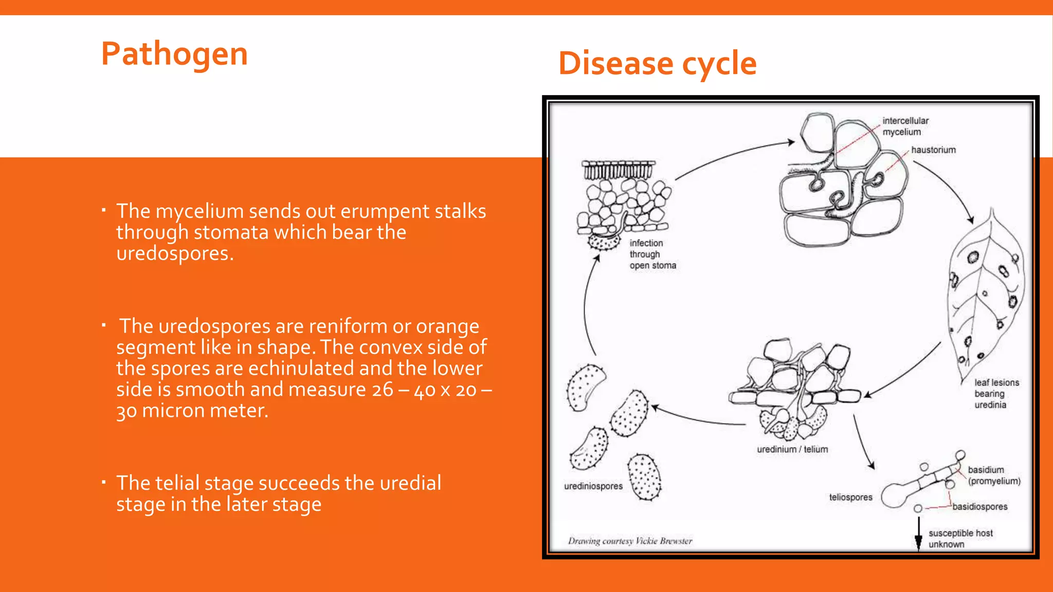 diseases of coffee and their management | PPTX