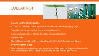 diseases of coffee and their management | PPTX