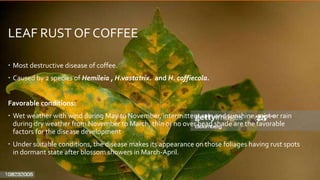 diseases of coffee and their management | PPTX